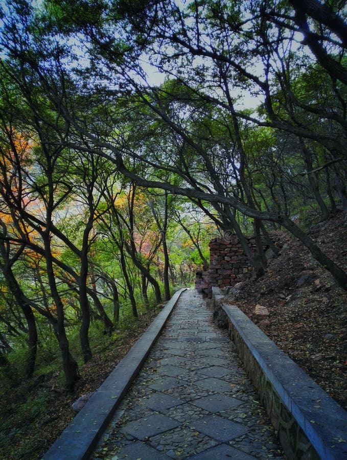 Forest path stock image. Image of lead, environment, nature - 81949735