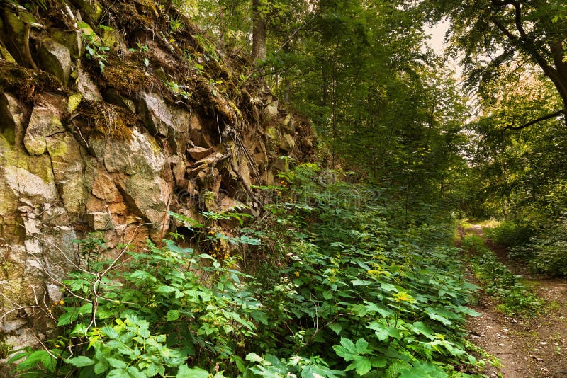 Forest Path and Rock Covered with Moss Stock Photo - Image of beautiful ...