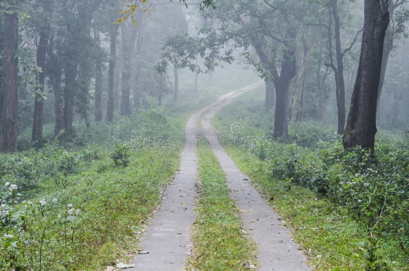 Path Running through the Forest Stock Image - Image of background ...