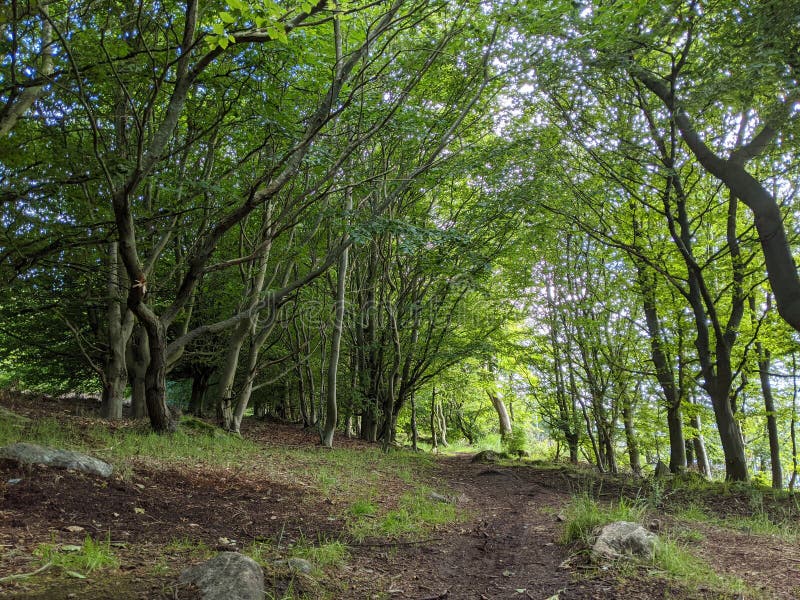 Forest Path Running through an Old Forest Stock Photo - Image of ...