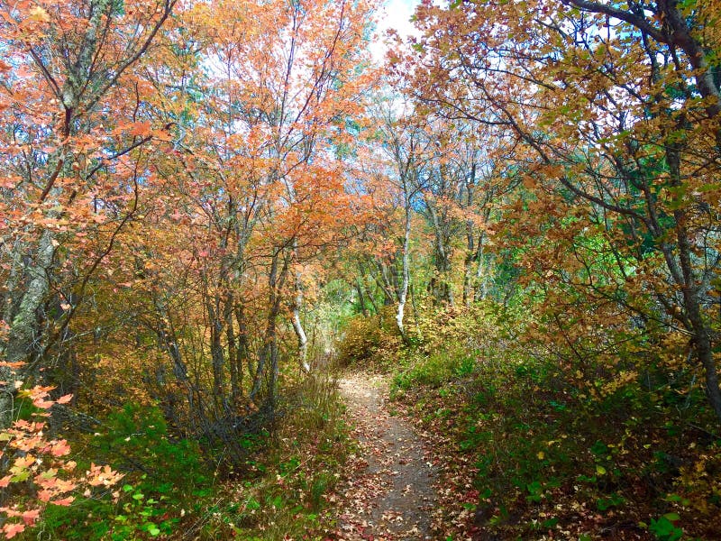 Forest Path stock image. Image of path, running, forest - 64401477