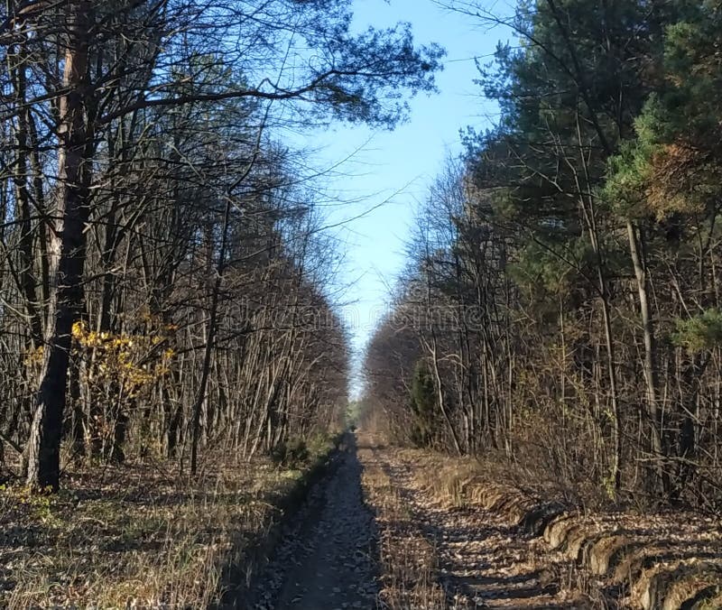 Forest Path in the Sandy Forest Stock Image - Image of autumn, trail ...