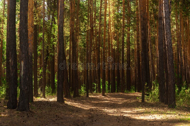 Forest Path Scene. Forest Path, Horizontal Stock Photo - Image of ...