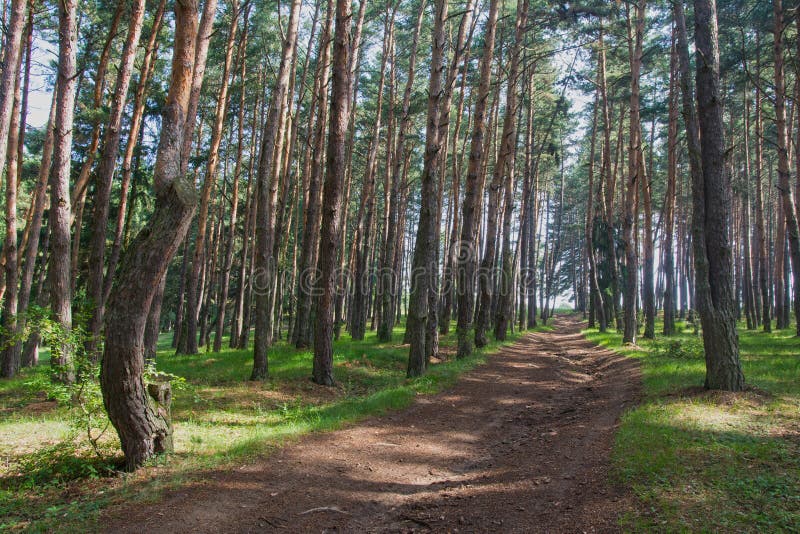 Scots Pine Tree Canopy with Blue Sky Stock Photo - Image of blue, early ...