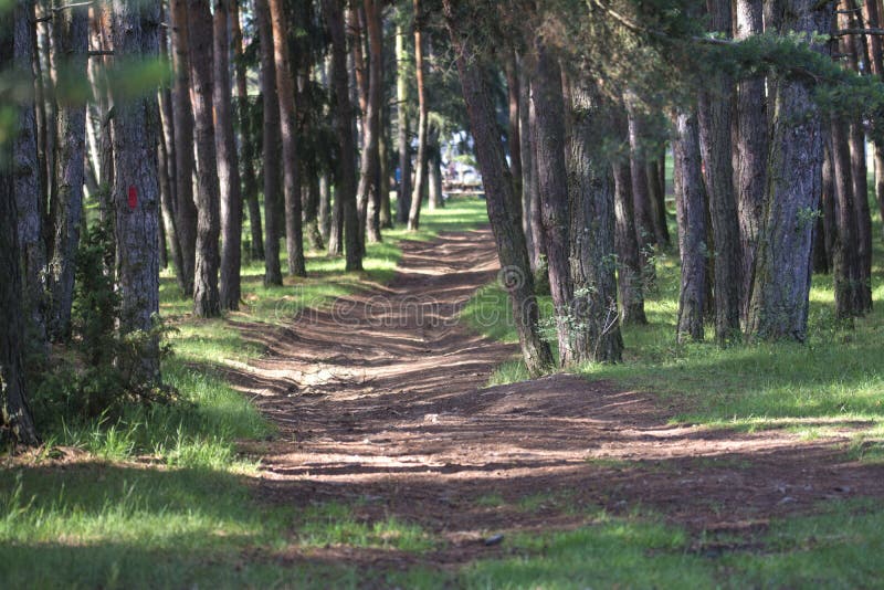 Scots Pine Tree Canopy with Blue Sky Stock Photo - Image of blue, early ...