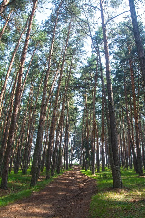 Scots Pine Tree Canopy with Blue Sky Stock Photo - Image of blue, early ...