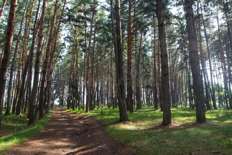 Scots Pine Tree Canopy with Blue Sky Stock Photo - Image of blue, early ...