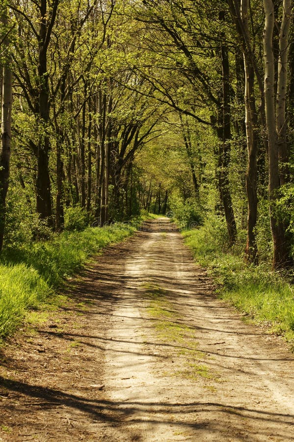 Forest path with shadow stock image. Image of trees, path - 54784531
