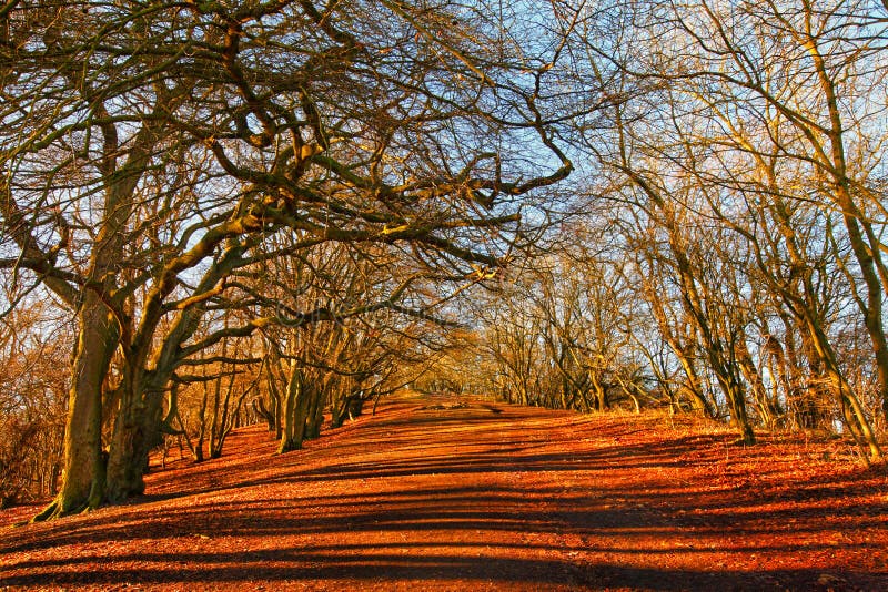 Tree lined path stock image. Image of forest, autumn - 31729285