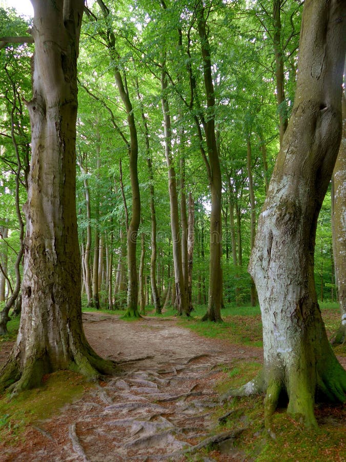 Forest Path in Spring with Big Trees and Bright Green Leaves Stock ...