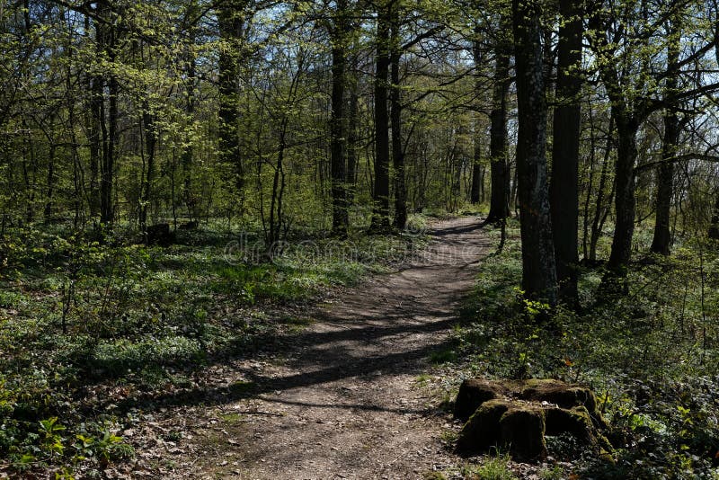 Forest Path in Spring with Budding Fresh Green Leaves in Steigerwald ...