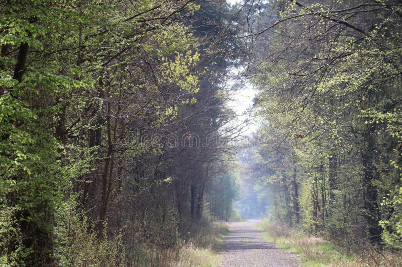 Forest path in Spring stock photo. Image of long, path - 376009324