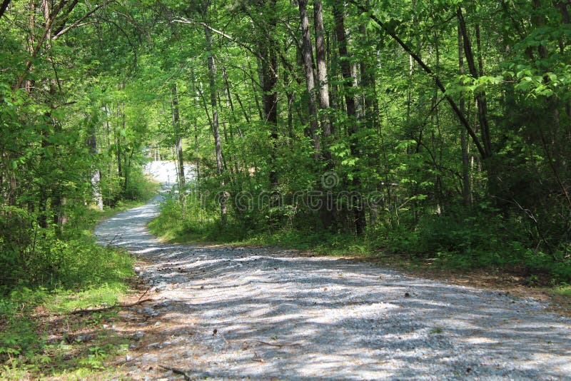 A Forest Path in Spring stock image. Image of sticks - 175355933