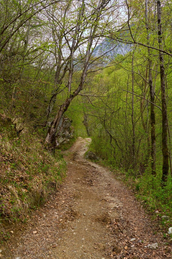 Forest Path with Spring Greenery Stock Photo - Image of rural, terrain ...