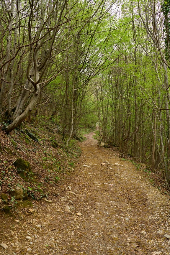 Forest Path with Spring Greenery Stock Image - Image of hiking, green ...