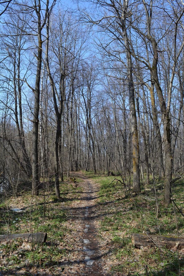 Forest Path in the Spring Oak Forest. Leafless Tall Trees are ...