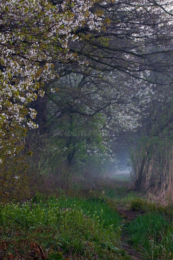 Forest path in spring stock image. Image of landscape - 50737385