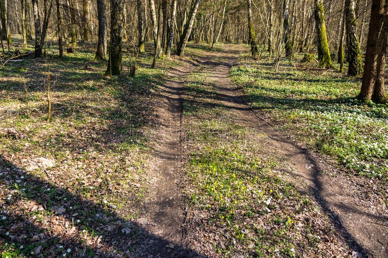Forest Path in Spring, Road in the Forest in Summer, Forest Path for ...