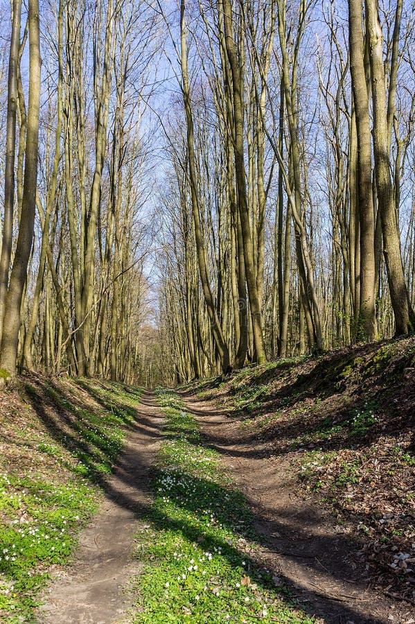 Forest Path in Spring, Road in the Forest in Summer, Forest Path for ...