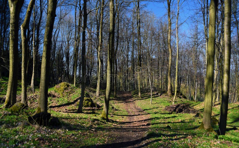Path in spring forest stock photo. Image of czech, summer - 69061222