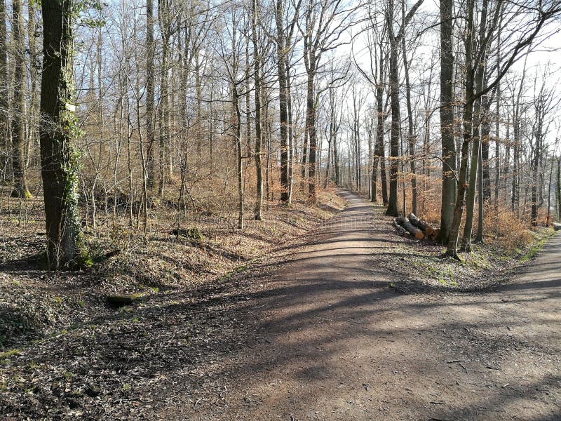 Forest Path in Spring - the Trees Have No Leaves yet and the Spring Sun ...