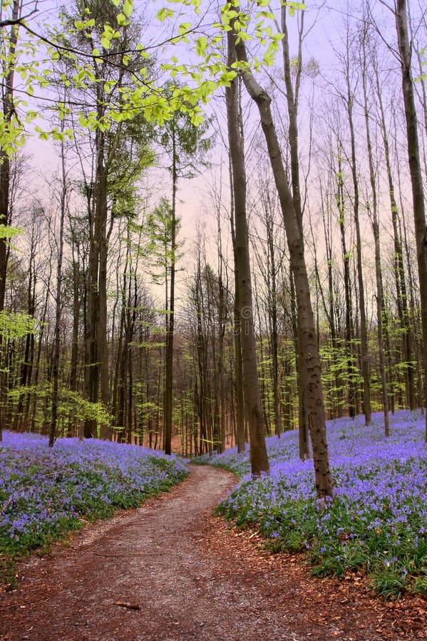 Forest path in springtime stock image. Image of purple - 4002157
