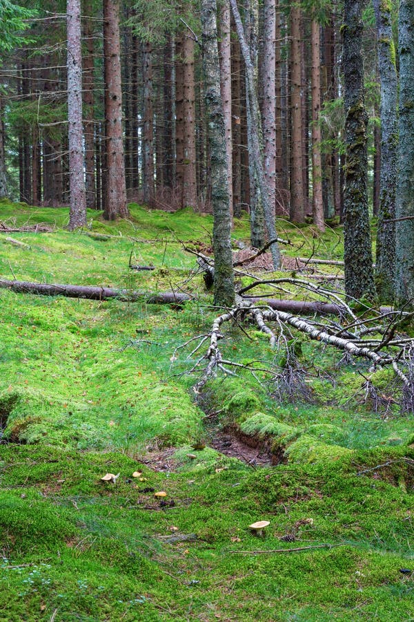 Forest with a Path and Spruce Trees Stock Photo - Image of wilderness ...
