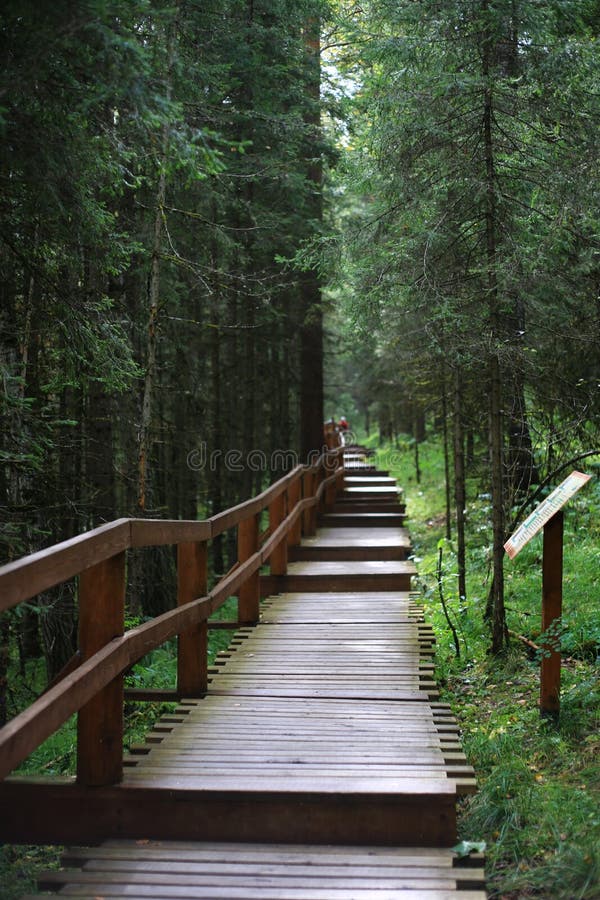 Forest path with steps stock image. Image of trees, explore - 112686419