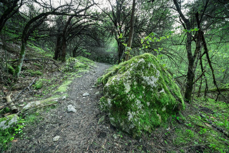 Forest Path with a Stone Overgrown with Moss Stock Photo - Image of ...