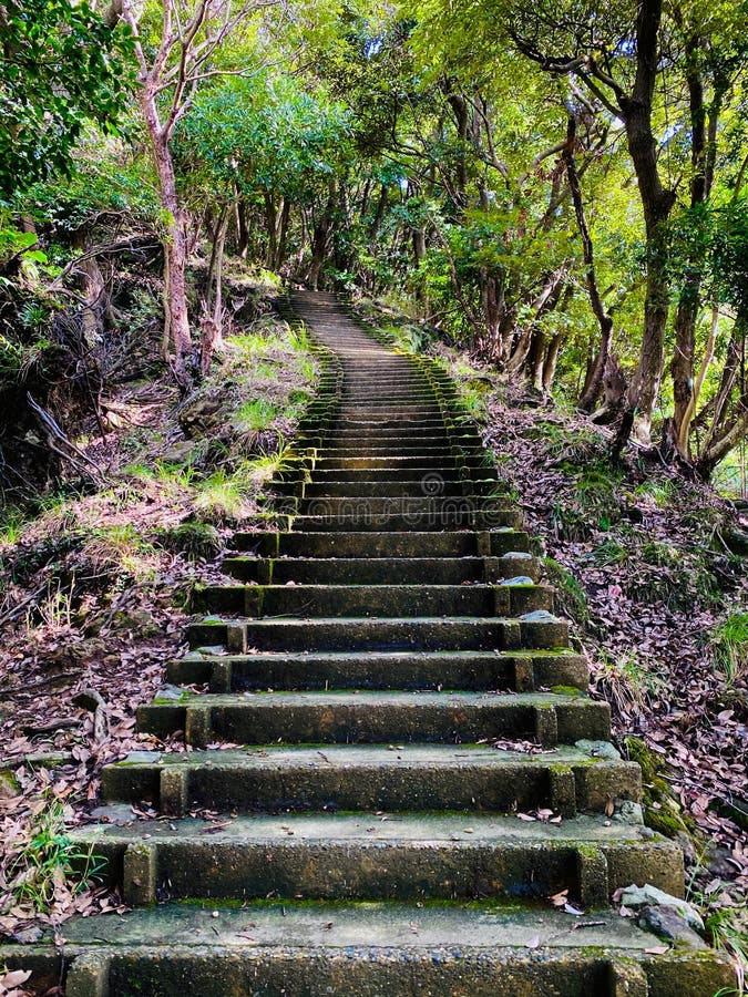 Forest Path with Stone Steps Stock Photo - Image of scenery, travel ...