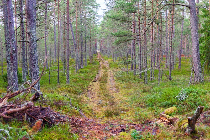 Forest path. stock photo. Image of plant, outside, natural - 35154186
