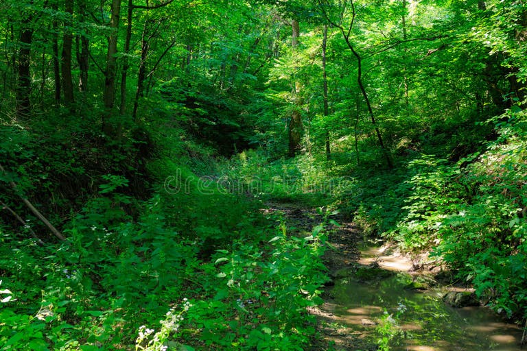 A Forest Path with a Stream Running through it Stock Image - Image of ...