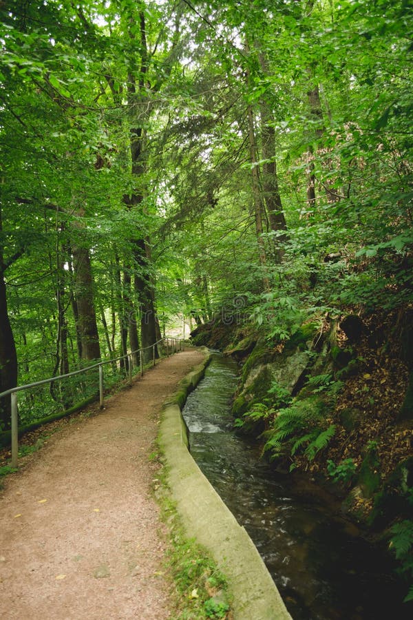 Path And Stream In The Forest Stock Image - Image of tree, water: 42420903