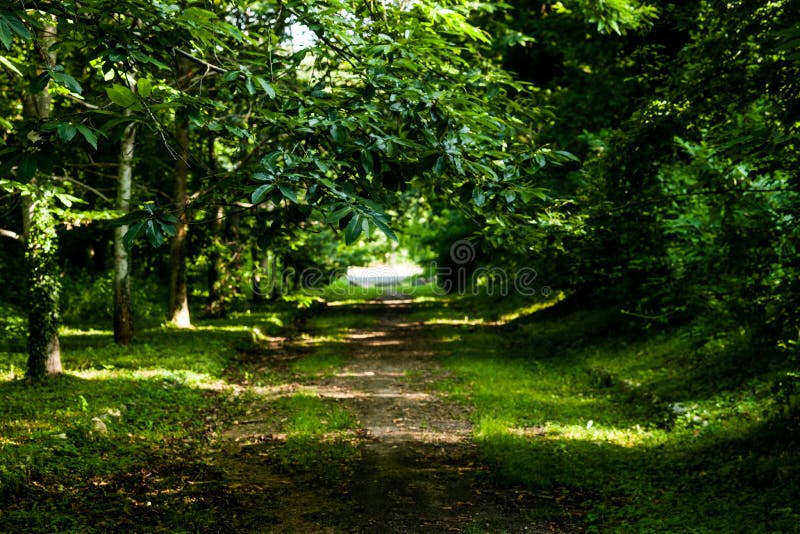 Wet Forest Stroll stock photo. Image of minto, gates - 190097206