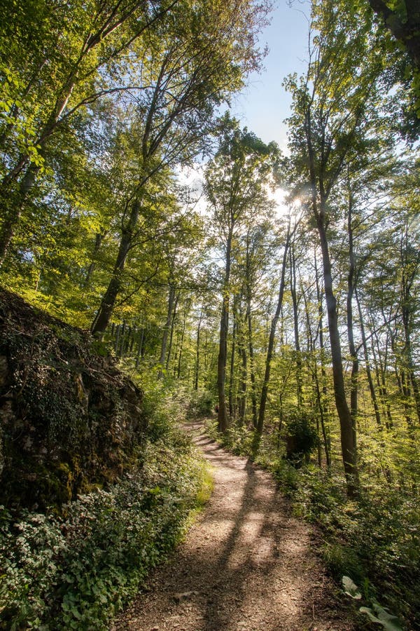Forest Path in Summer stock photo. Image of sunshine - 262501936
