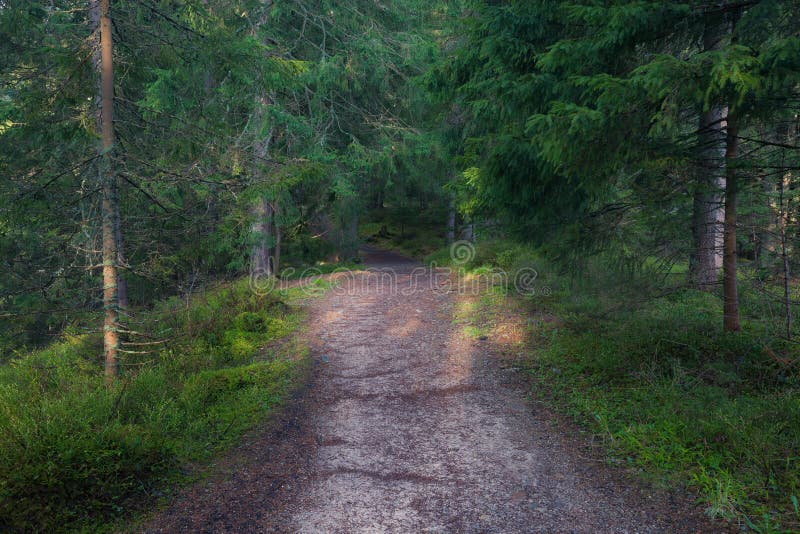 Forest path stock image. Image of landscape, morning - 76070609