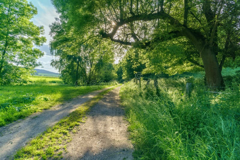 A Forest Path in Summer with Sunshine Stock Photo - Image of horizontal ...