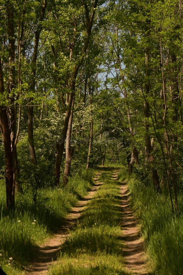 Forest Path with Sun Light in Spring Stock Image - Image of countryside ...