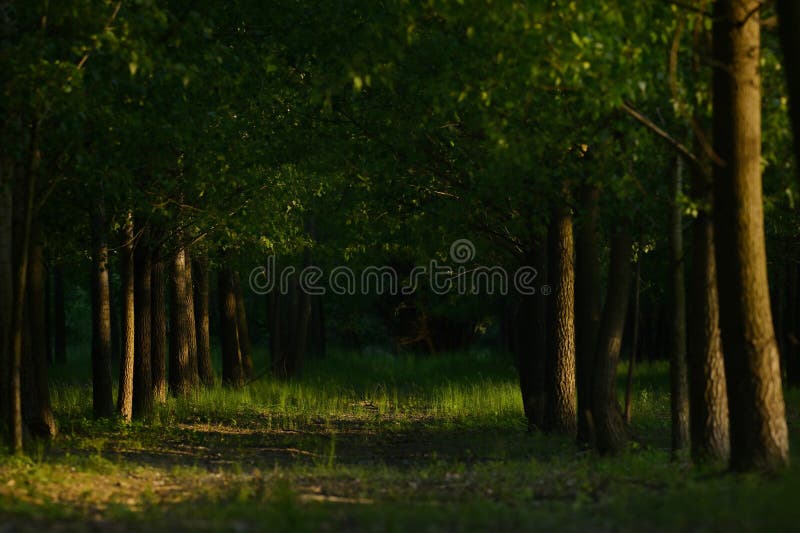 Forest and Path with Sun Light in Summer Stock Image - Image of leaves ...