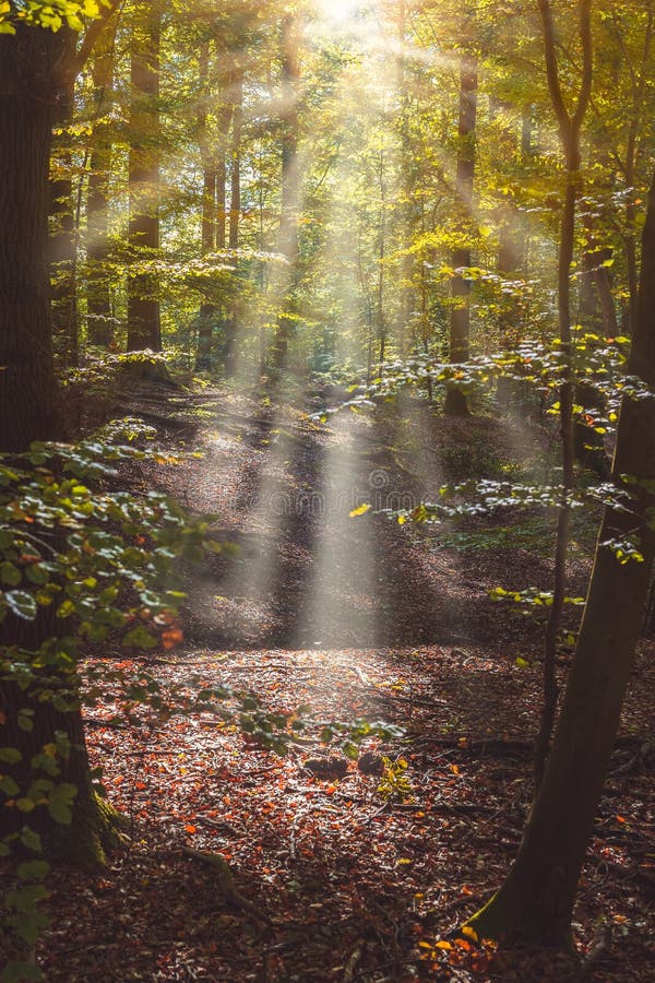 Forest Path with Sun Rays Comming through the Tree Leaves Stock Image ...
