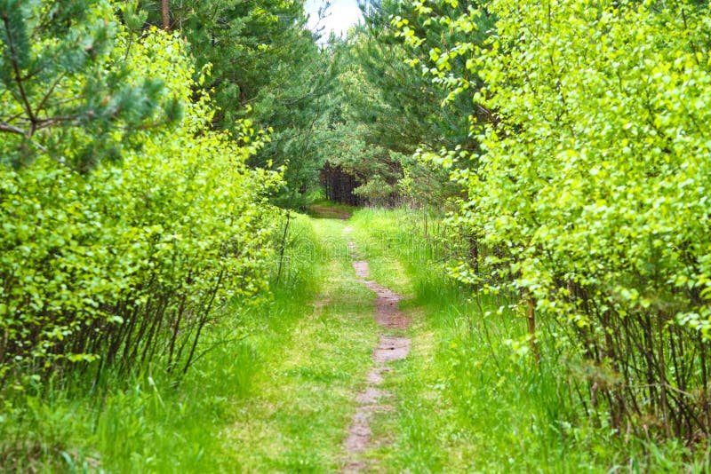 Forest Path Sunlight Scene. Deep Forest Trail View. Forest Trail ...