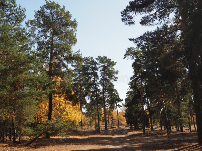 Forest Path Sunlight Shadows View. Forest Path Sunlight. Forest Path ...