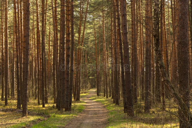 Forest Path in Sunlight, Sun. Beautiful Spring Summer Pine Trees Forest ...