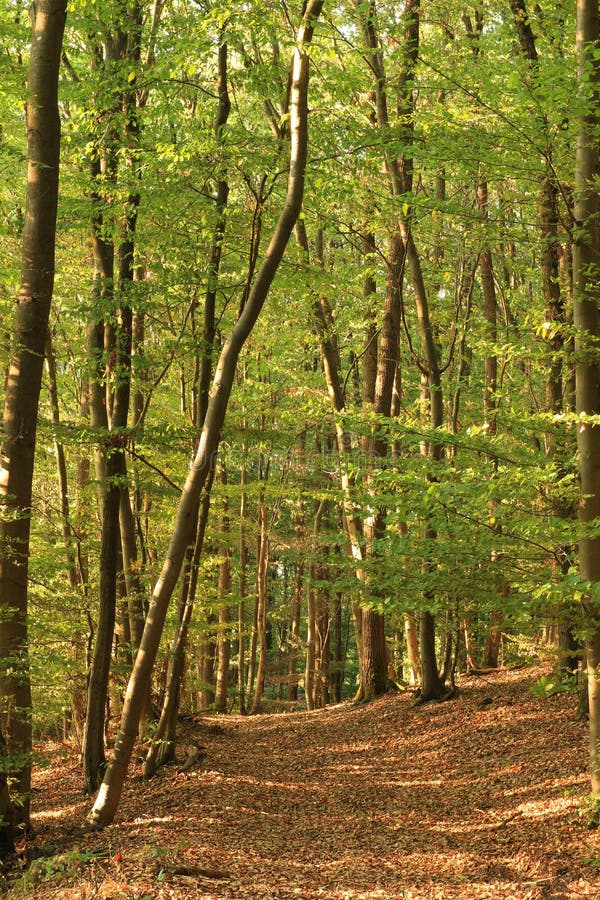Forest path stock image. Image of forest, path, leaf - 134329747