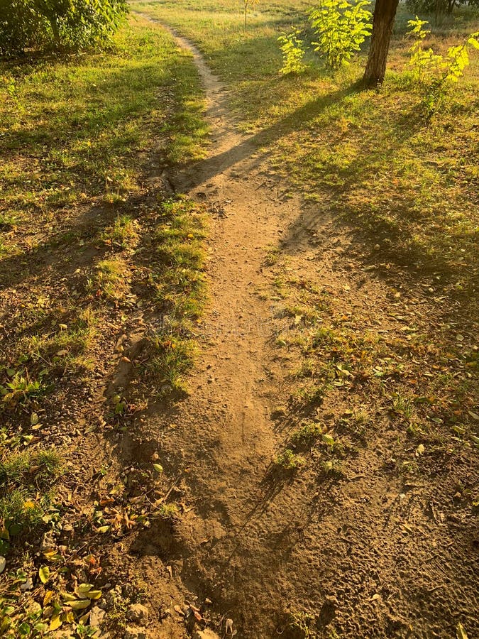 Forest Path, Sunny Day.Nature. Walk through the Forest Stock Image ...