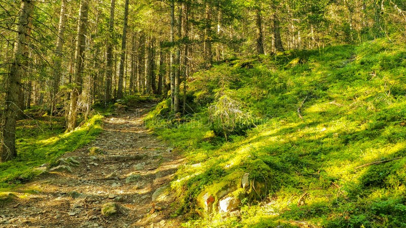 Forest Path in the Sunny Forest. Stock Photo - Image of grass, path ...