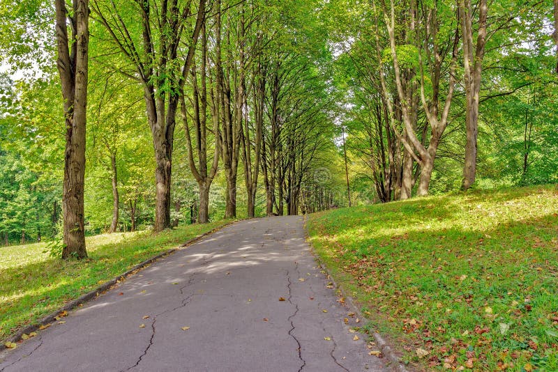 Forest Path on a Sunny Spring Day Stock Image - Image of hiking, nature ...
