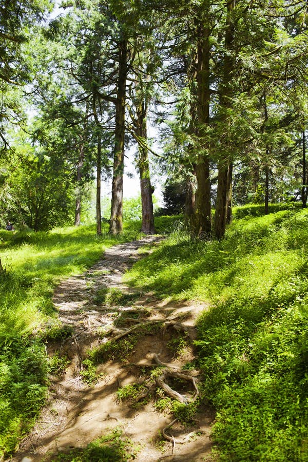 Woodland Path stock image. Image of british, forest, britain - 2944399