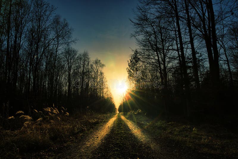 A Forest Path into the Sunset Stock Image - Image of spring, dark ...