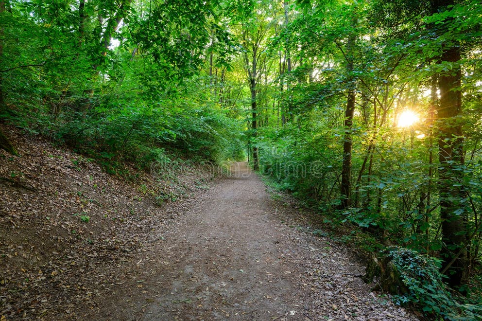 Forest Path at Sunset with Rays of Light Bursting through Stock Image ...